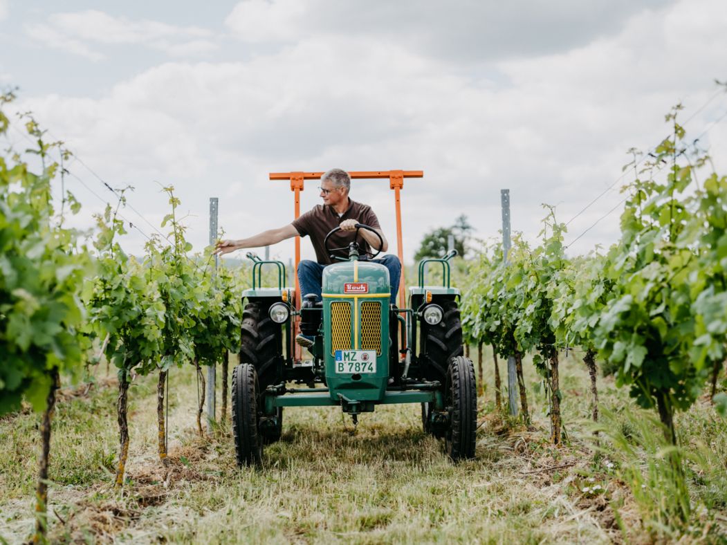 PIWI-Wein: Definition, Anbau, Geschmack